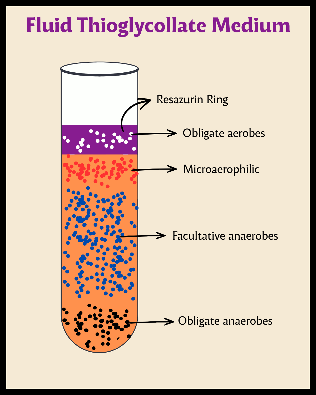 Fluid Thioglycollate Medium (FTM) in Sterility Testing